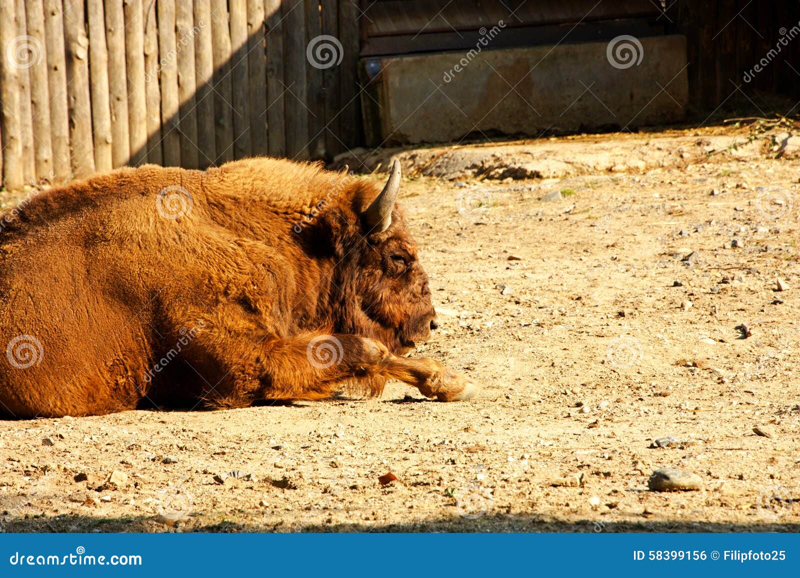 Bison bonasus stock photo. Image of domestic, color, cattle - 58399156