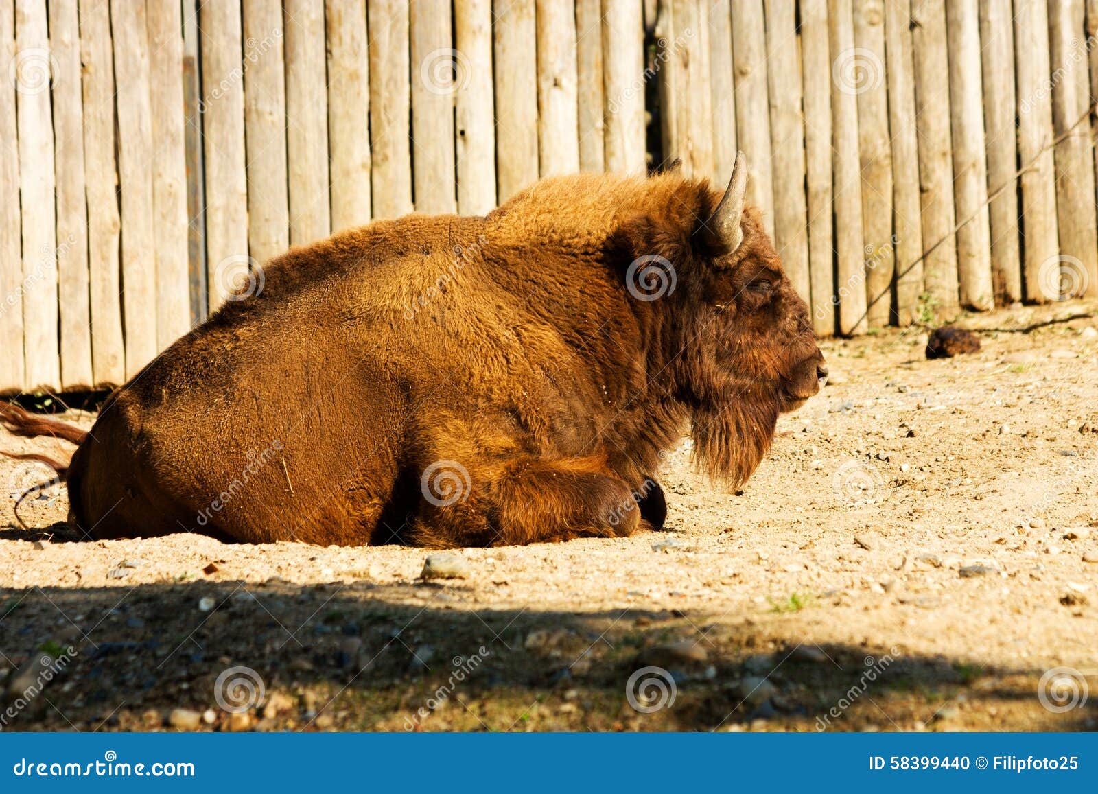 Bison bonasus stock photo. Image of eating, eiropean - 58399440
