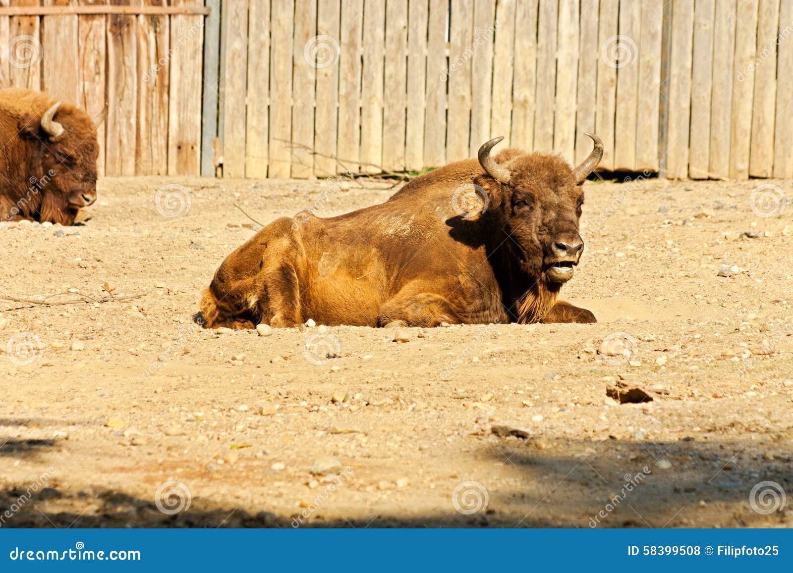 Bison bonasus stock photo. Image of bovidae, bovine, flies - 58399508