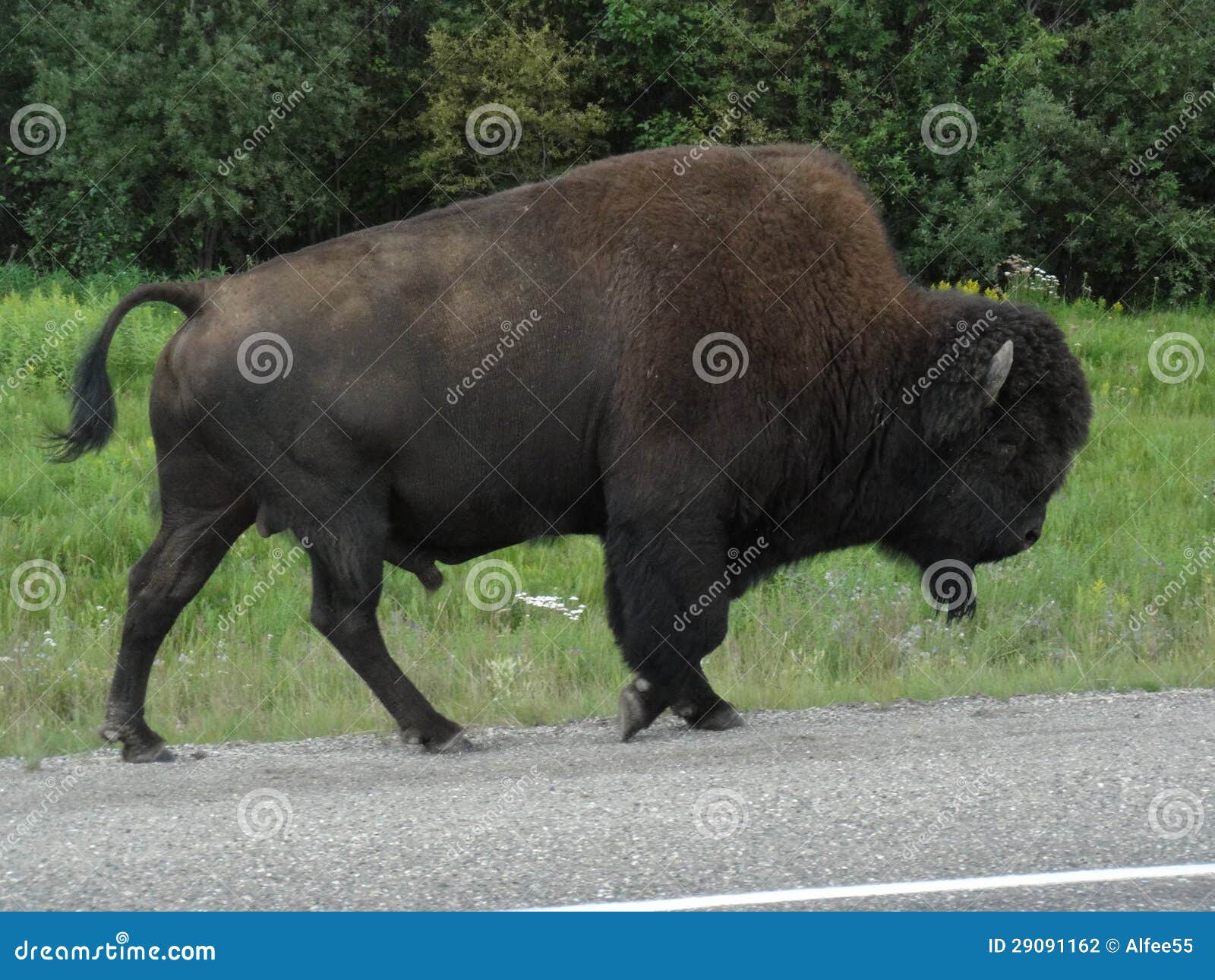 Bison Buffalo stock photo. Image of bison, buffalo, wild - 29091162