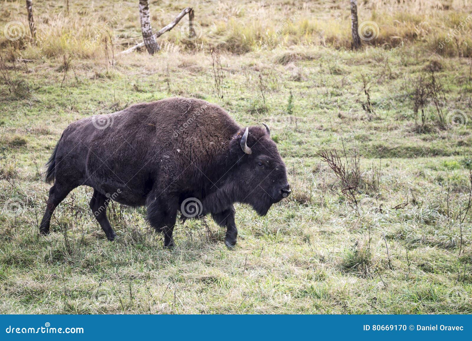 Bison - Buffalo stock photo. Image of nature, wild, male - 80669170