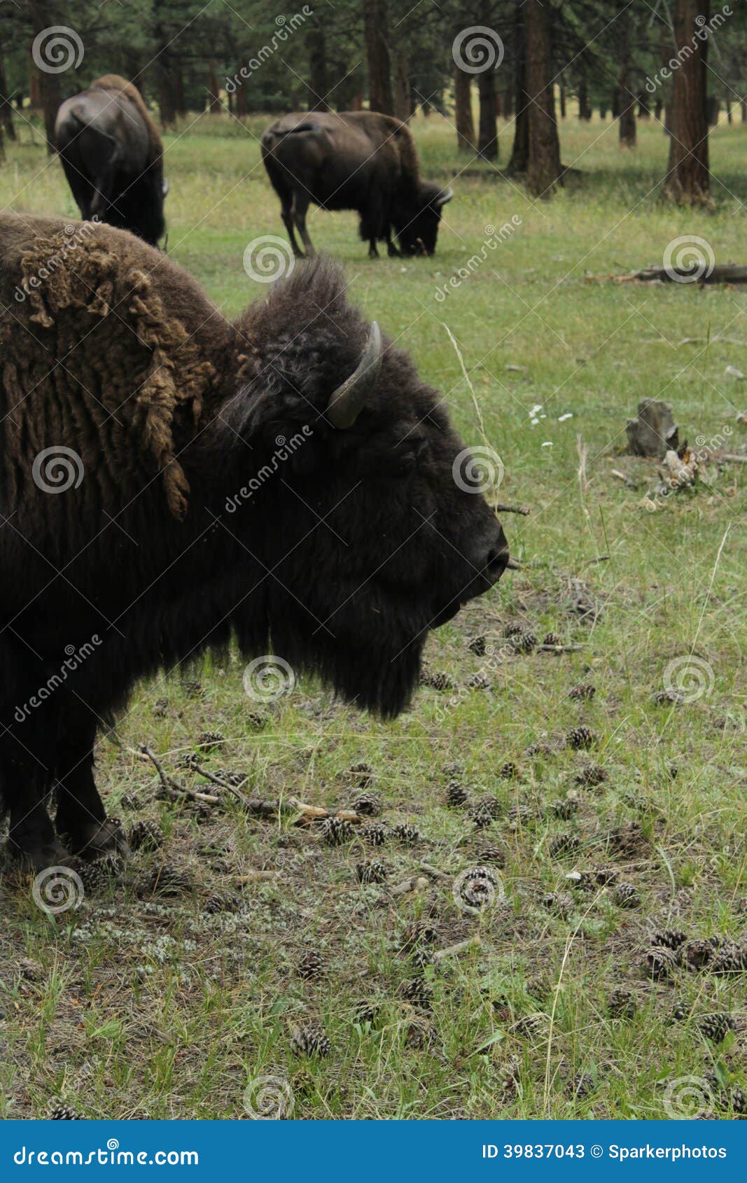 Bison (Buffalo) stock image. Image of mammals, beards - 39837043