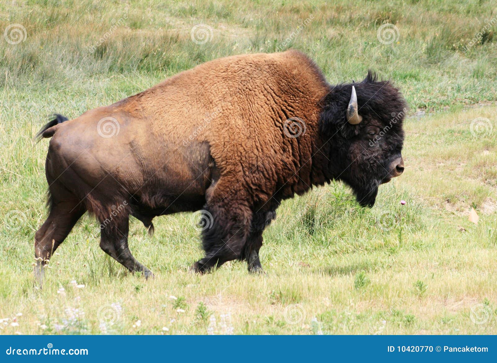 Buffalo (Bison Bison) At Yellowstone National Park Showing Shedding Fur ...