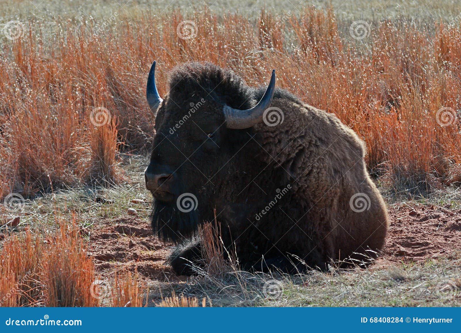 Bison Buffalo Bull Dust Rolling in Custer State Park Stock Photo ...