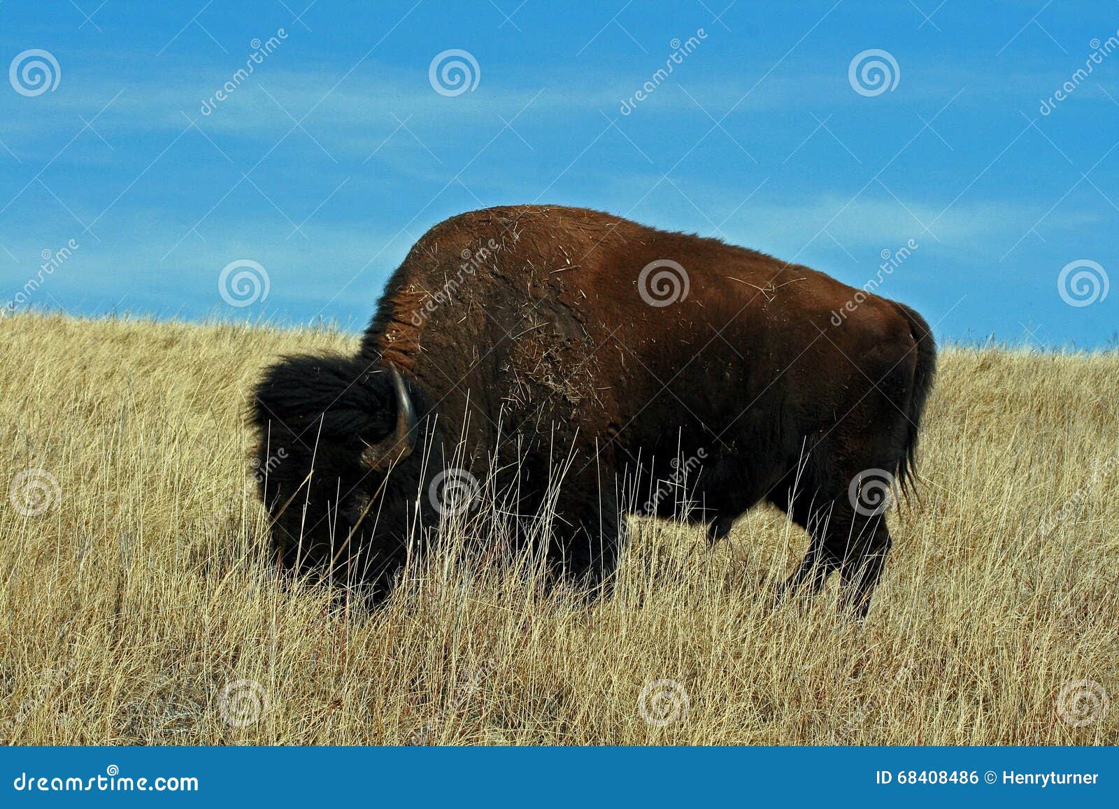 Bison Buffalo Bull Solitaire En Custer State Park Photo stock - Image ...