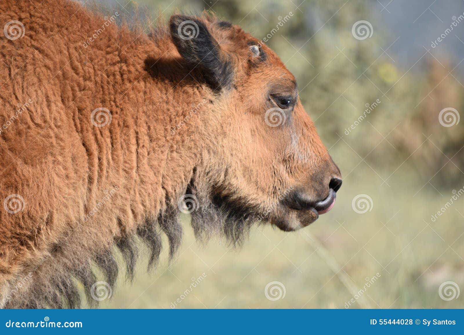 Bison Buffalo Calf Tongue in Nose Stock Photo - Image of baby, calf ...