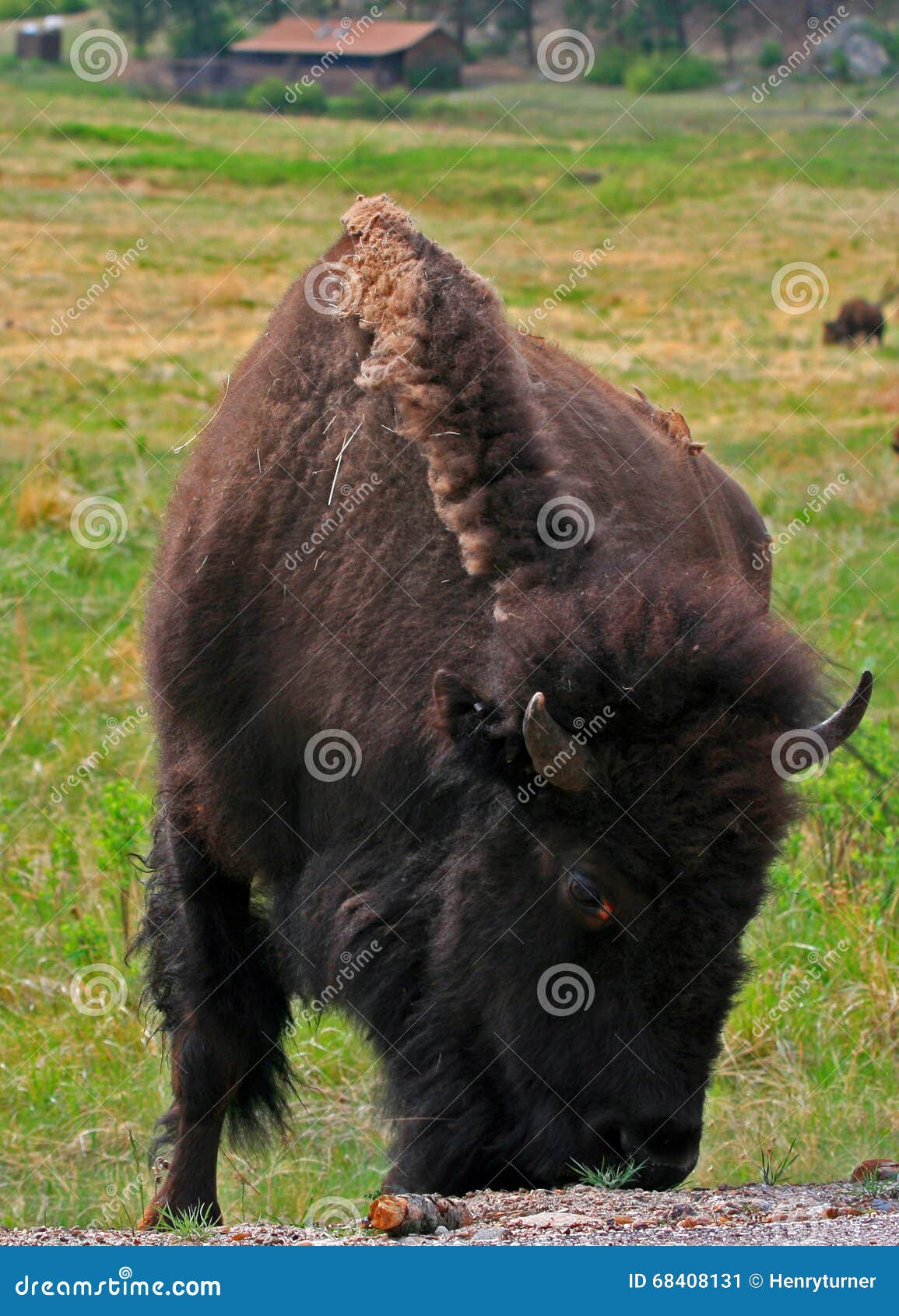 Bison Buffalo Cow with Red Eye in Custer State Park Stock Image - Image ...