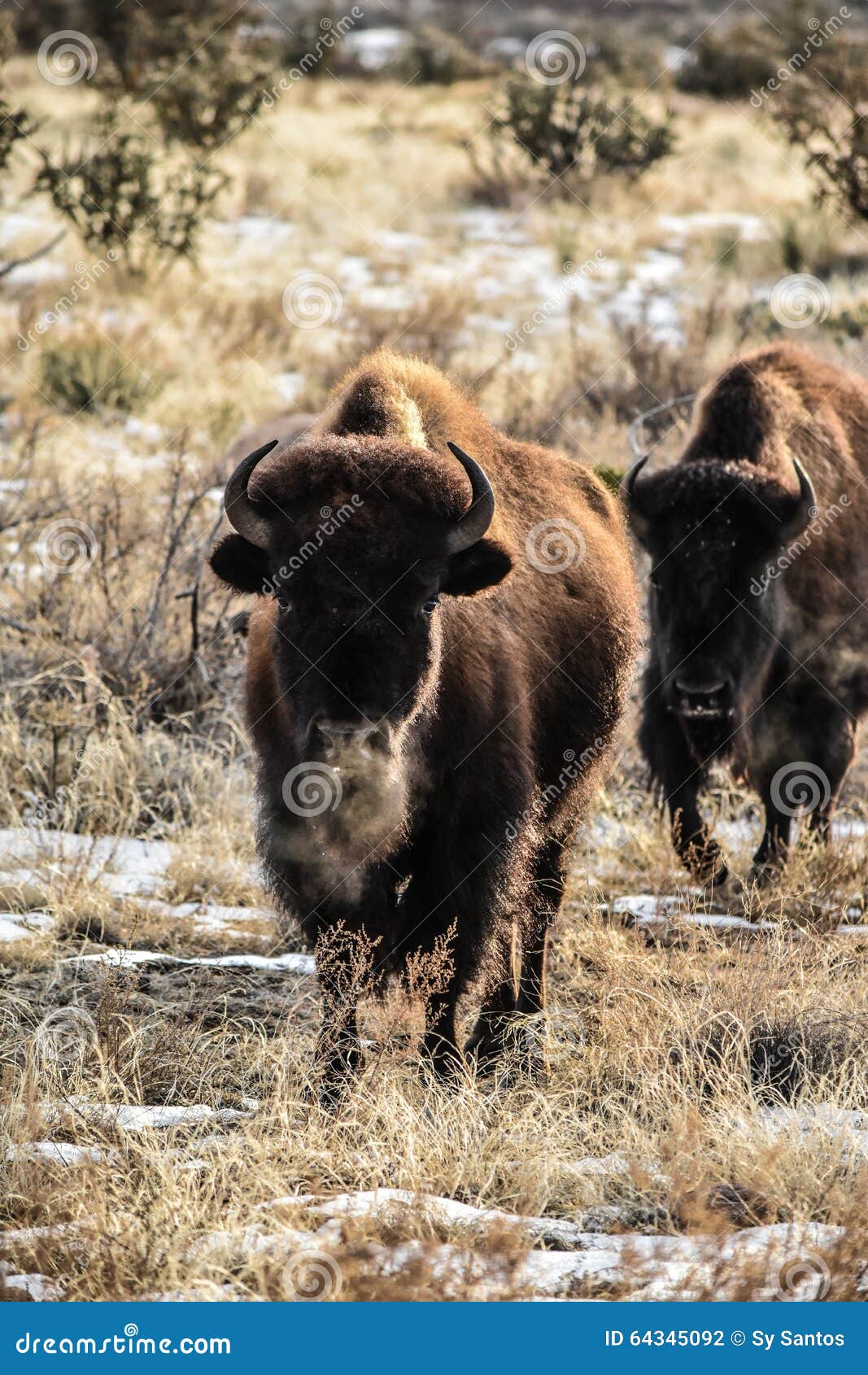 Bison Buffalo Cows stock photo. Image of bison, cows - 64345092
