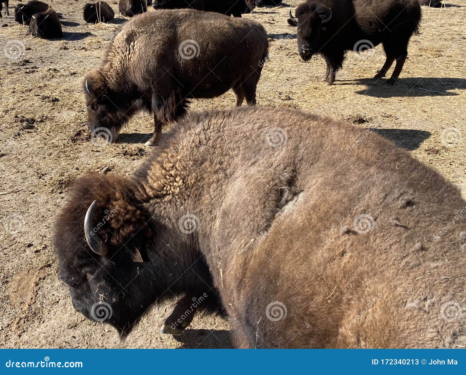 Bison buffalo eating stock image. Image of bison, eating - 172340213