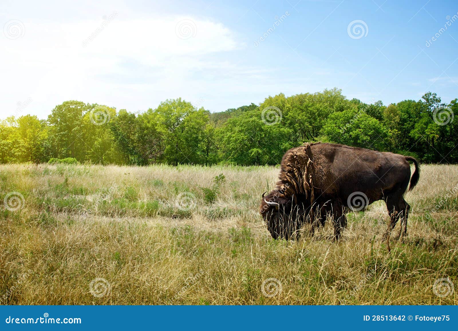 Bison Buffalo grazing stock photo. Image of preservation - 28513642 Bison Buffalo grazing stock photo. Image of preservation - 28513642