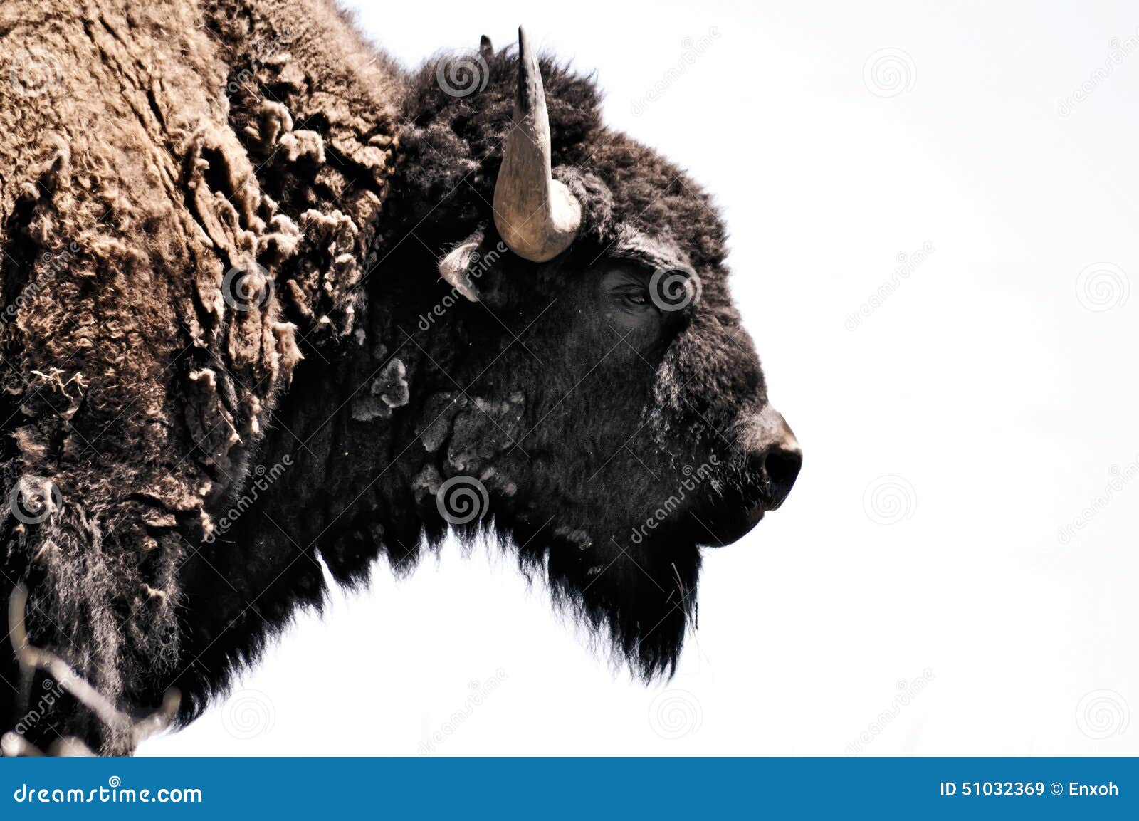 Bison Buffalo Head Profile image stock. Image of tête - 51032369