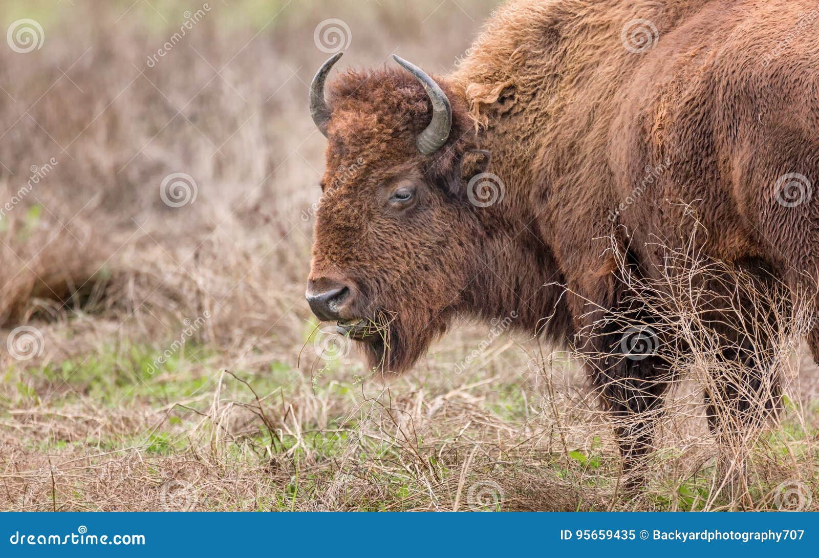Bison Buffalo Portrait stock image. Image of large, wildlife - 95659435