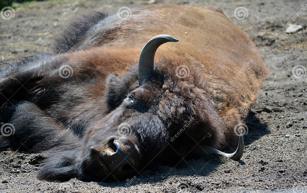 Bison Buffalo Sleeping in the Sunshine Stock Image - Image of resting ...