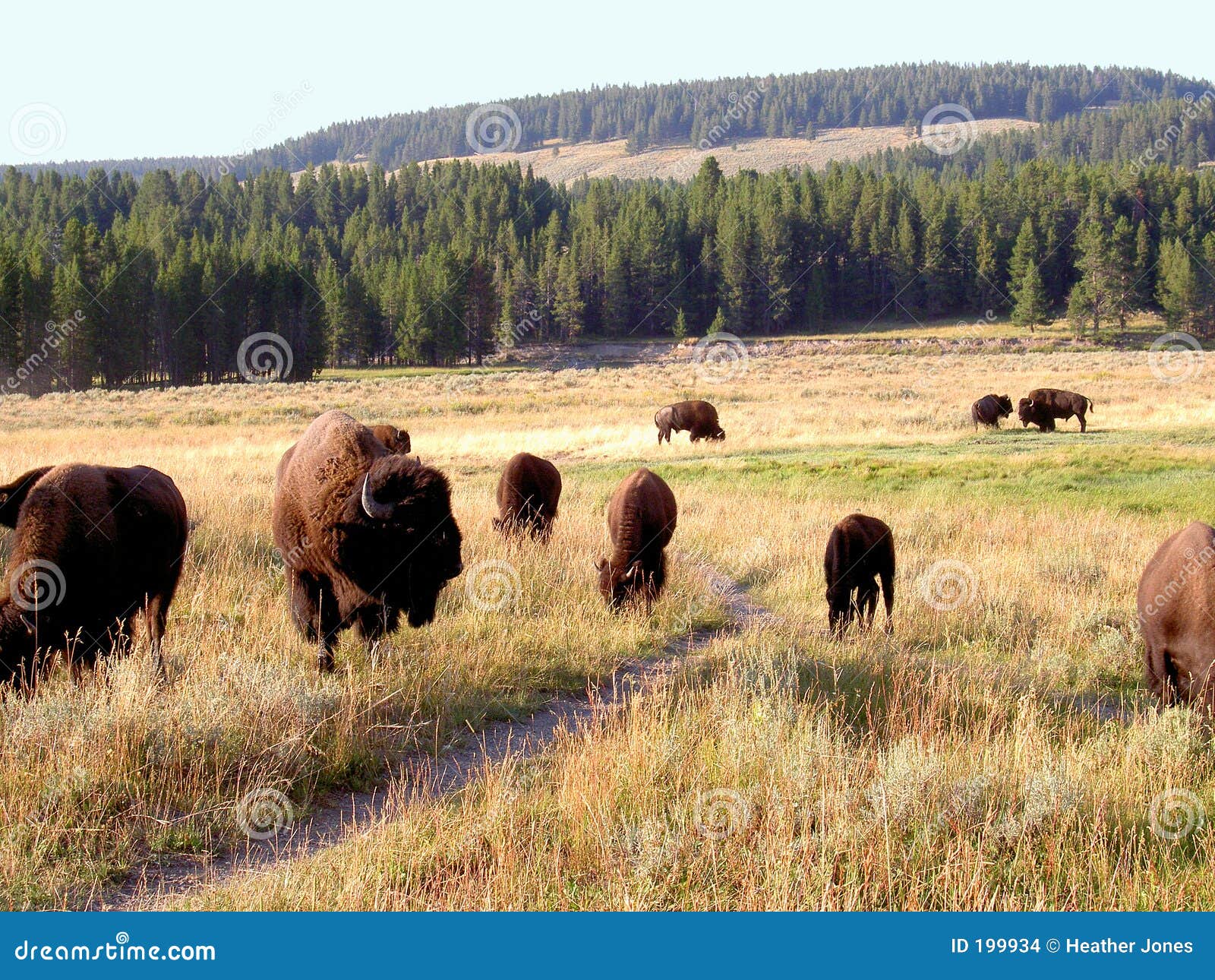 Bison (Buffalo) at Yellowstone 1 Stock Photo - Image of buffalo, grass ...