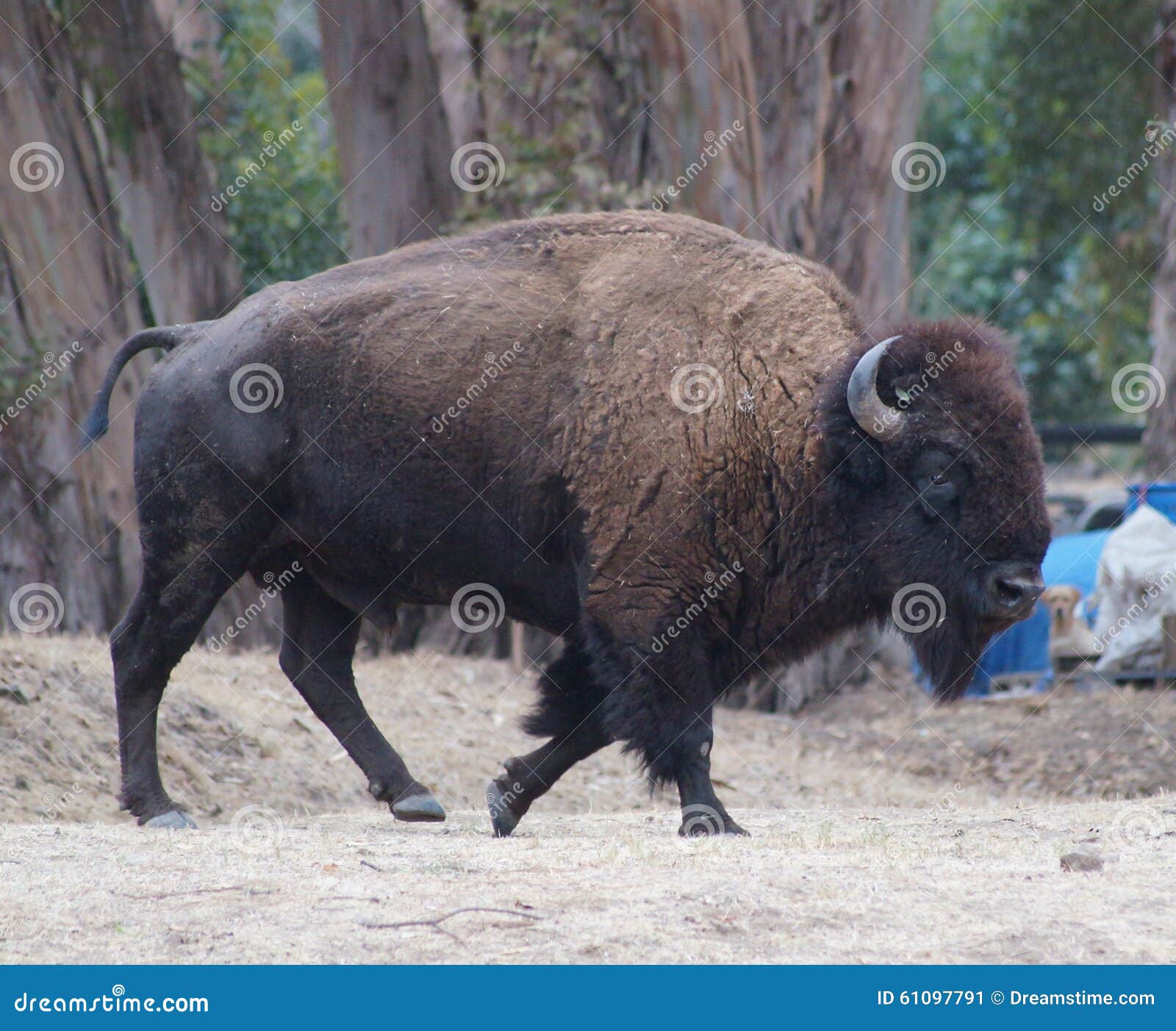 Bison Bull imagen de archivo. Imagen de bisonte, belleza - 61097791