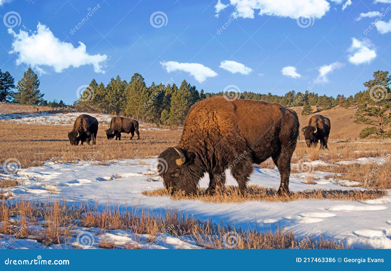 Bison Bull Also Called Buffalo Grazing on Grassy Plains with Buffalo ...