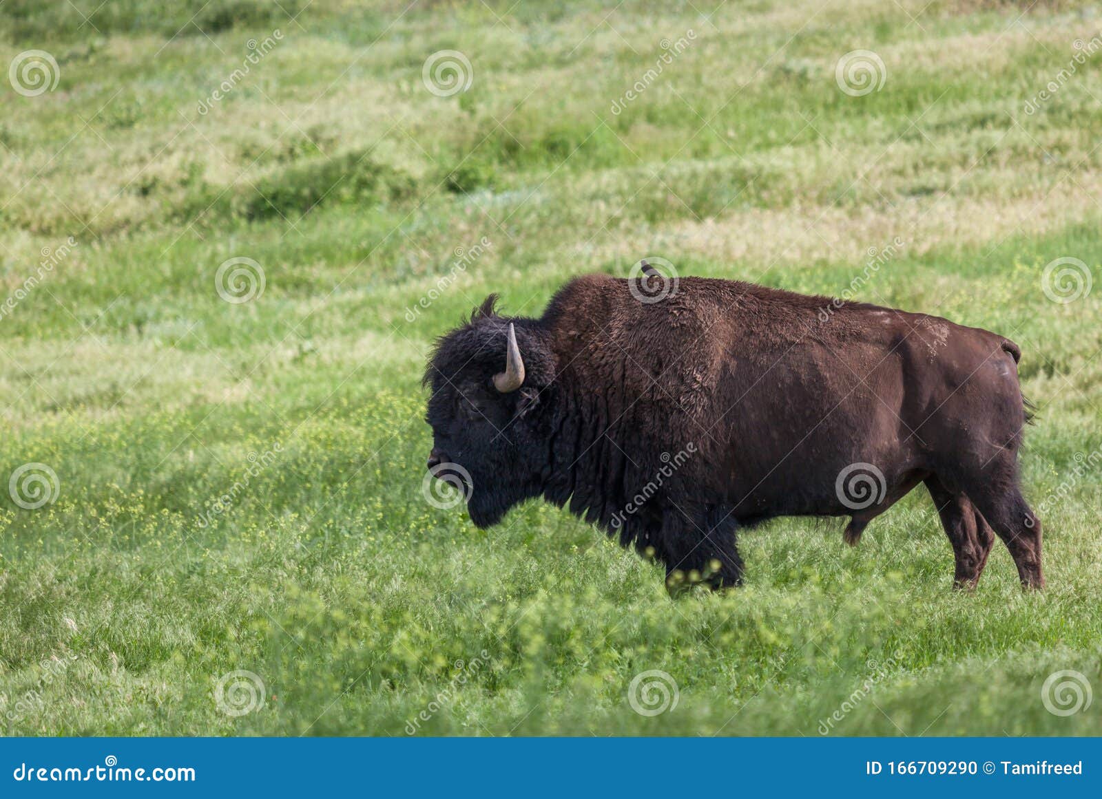 Bison Bull with a Bird stock photo. Image of green, grass - 166709290
