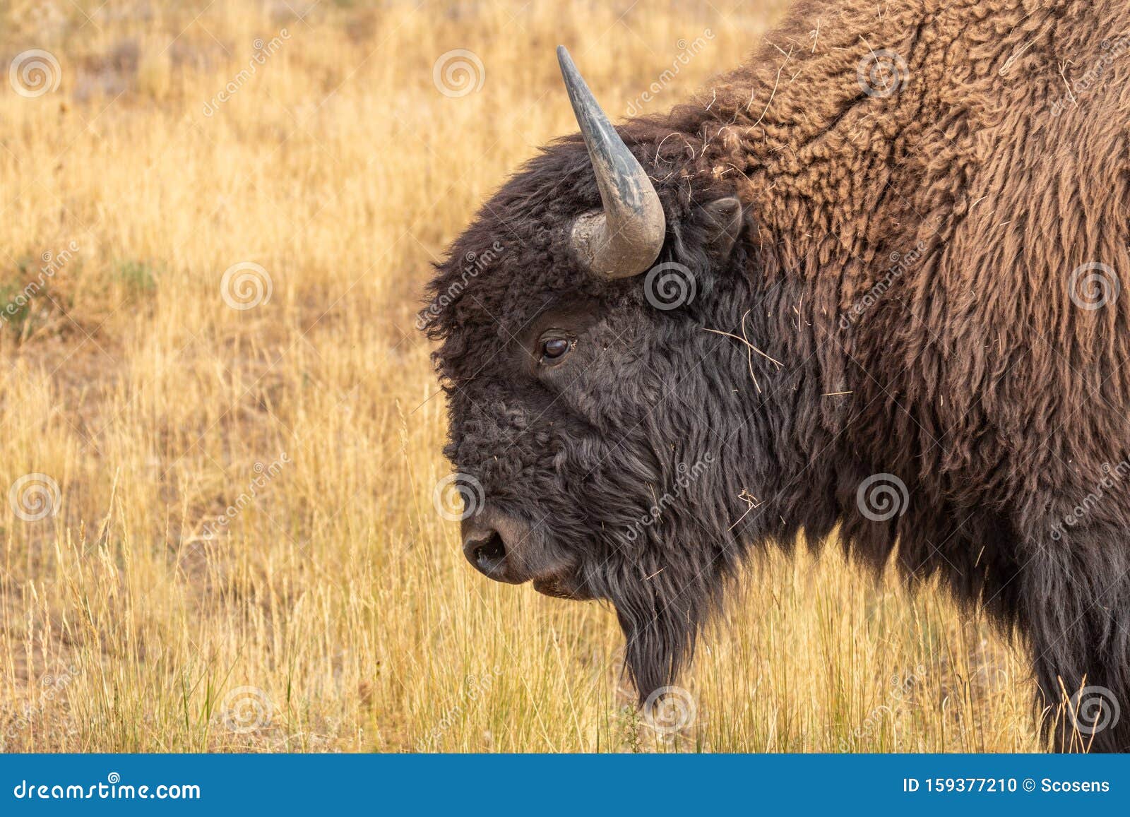 Bison Bull Close Up stock photo. Image of animal, bison - 159377210