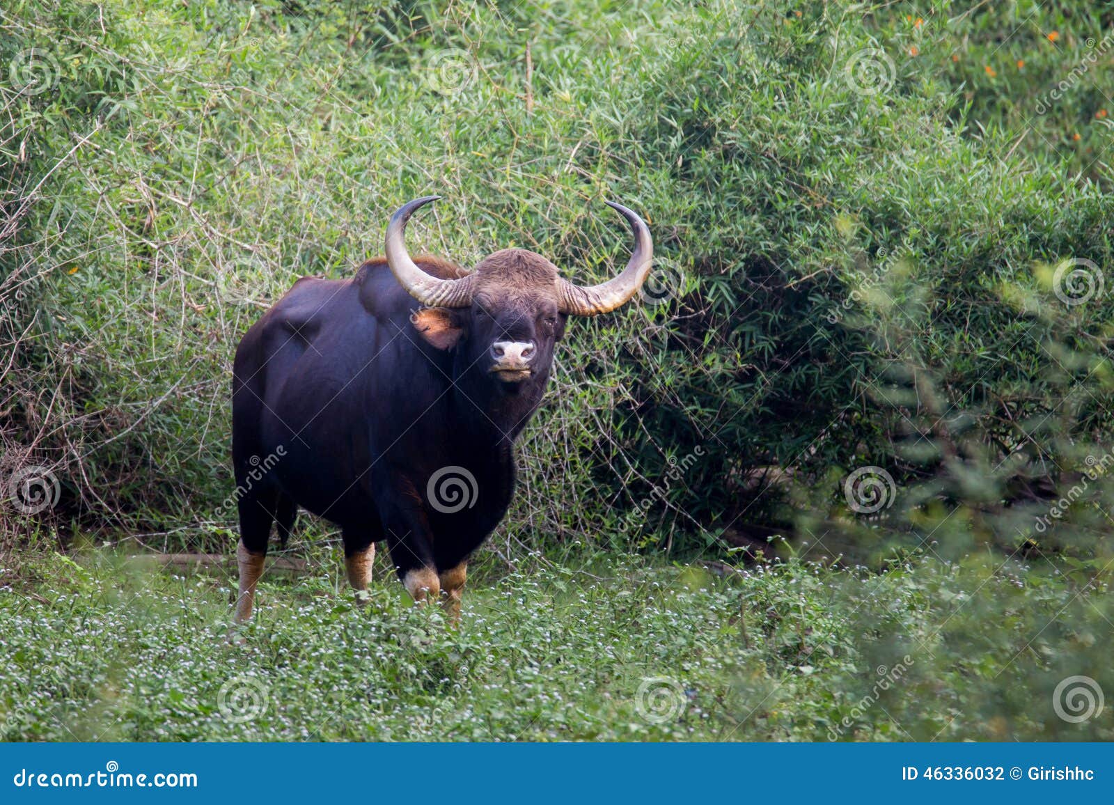 Bison bull in forest. stock photo. Image of bison, bill - 46336032