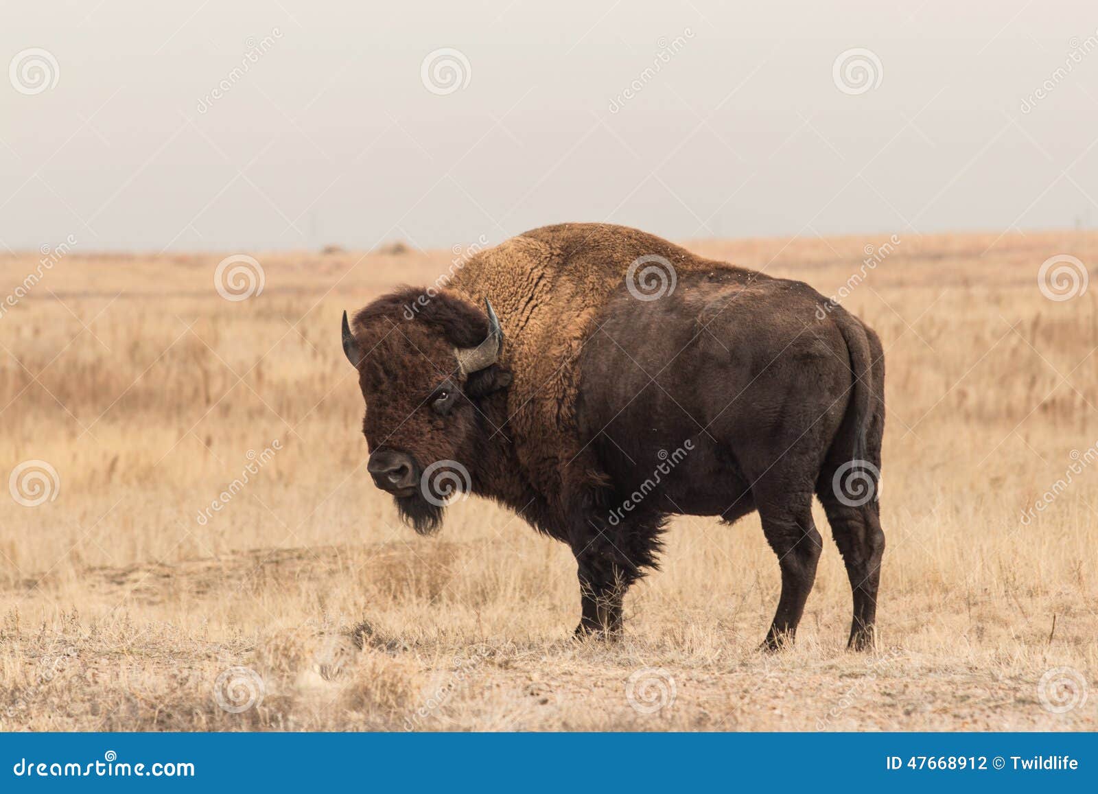 Bison Bull Standing stock photo. Image of west, wild - 47668912