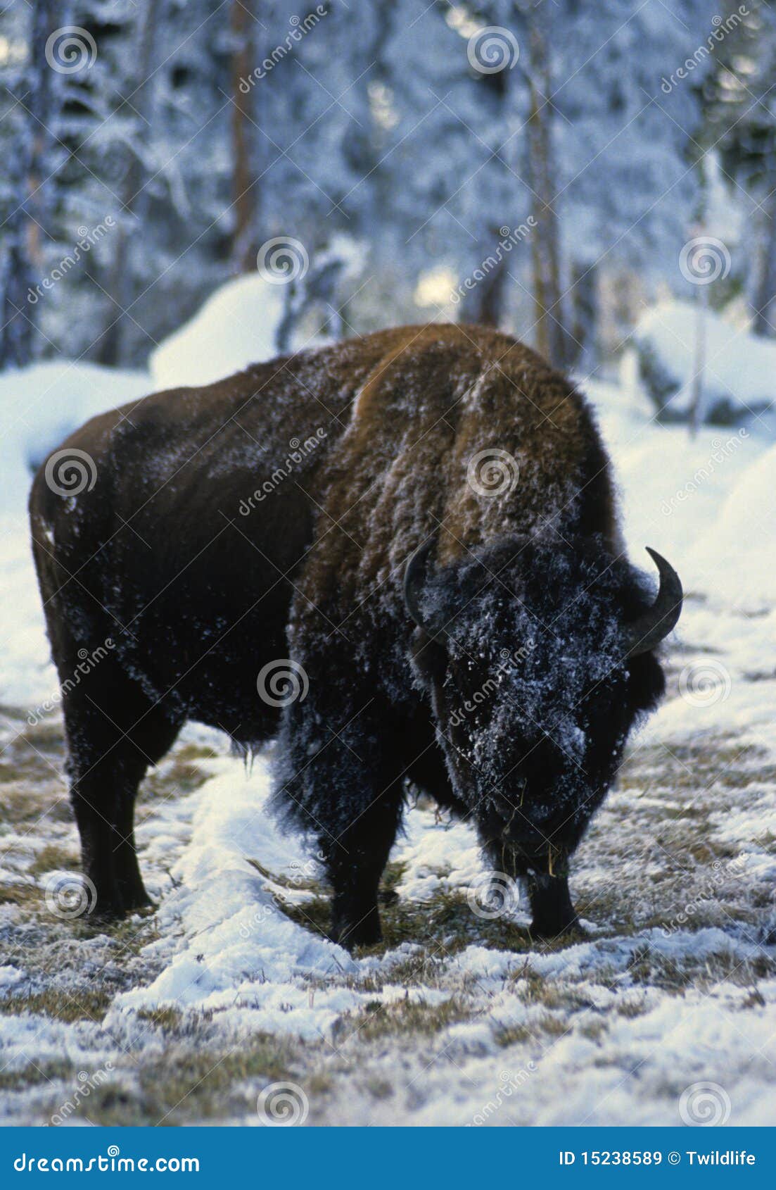 Bison Bull in Winter stock image. Image of settlers, buffalo - 15238589