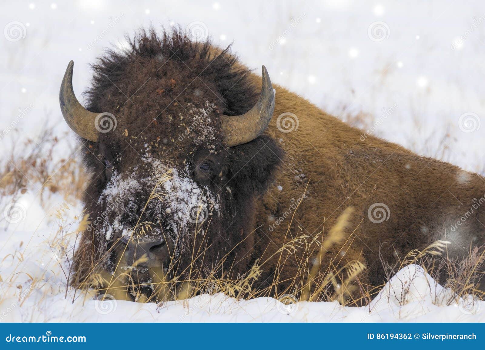 Bison bull in yellowstone stock photo. Image of outdoors - 86194362
