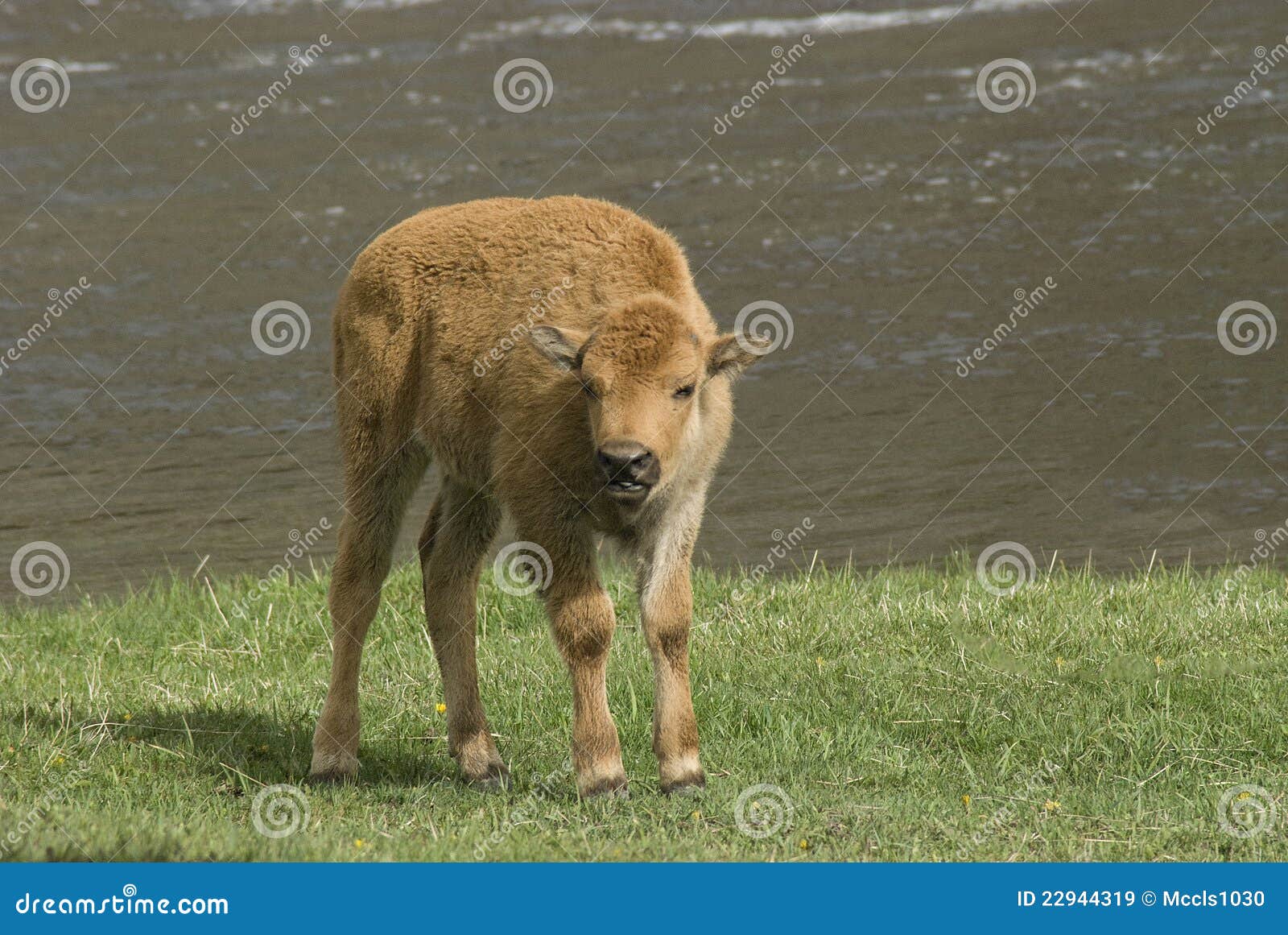 Bison Calf Laying Down In Green Grass Next To Large Grey Rock Stock ...