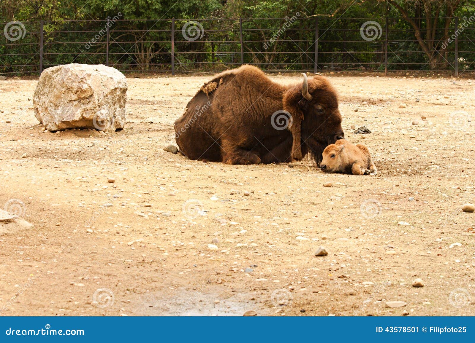 Bison calf stock image. Image of baby, brown, horns, bison - 43578501