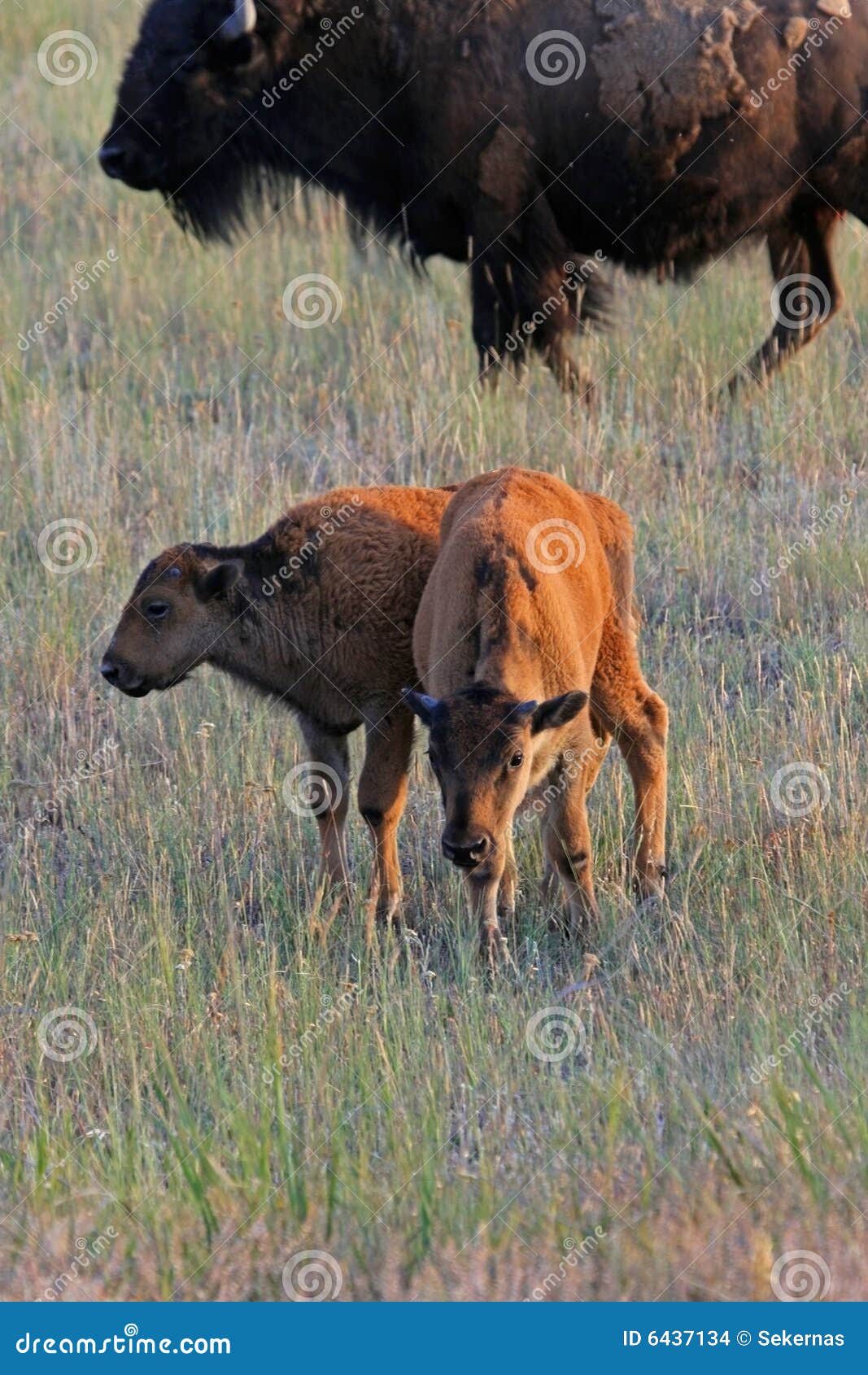 Bison calves stock photo. Image of horns, american, ranching - 6437134