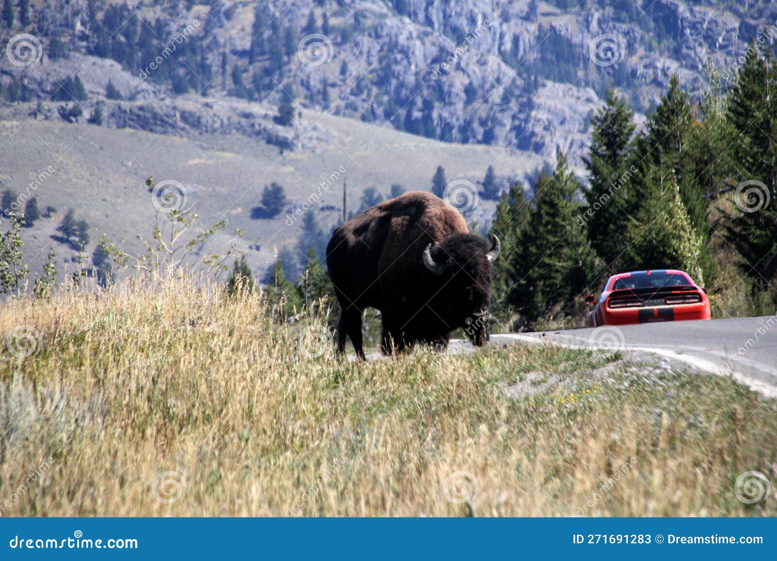 Bison and a Car in Yellowstone Stock Image - Image of animal, wildlife ...