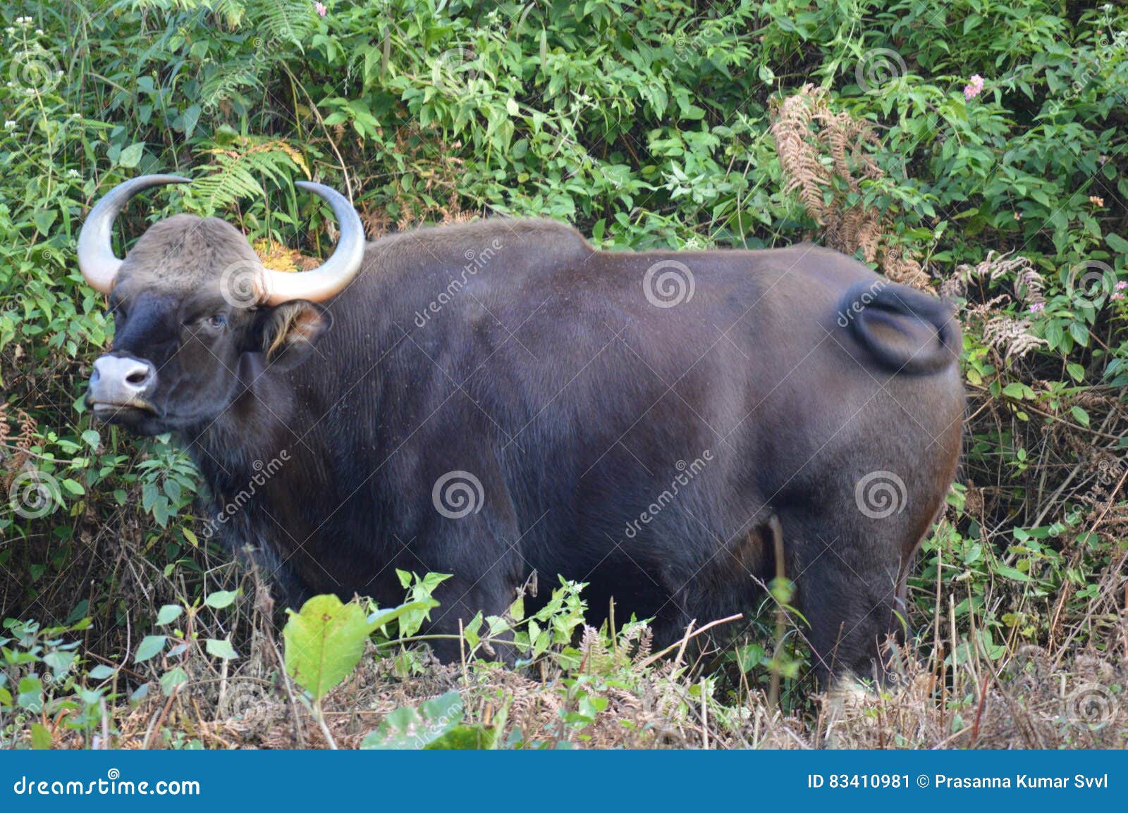 Bison in a close shot stock image. Image of hills, forest - 83410981