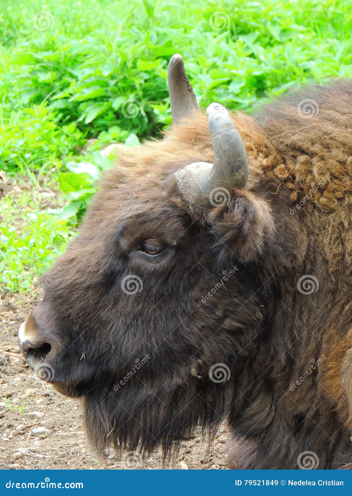 Bison stock image. Image of mammal, wildlife, bison, bull - 79521849