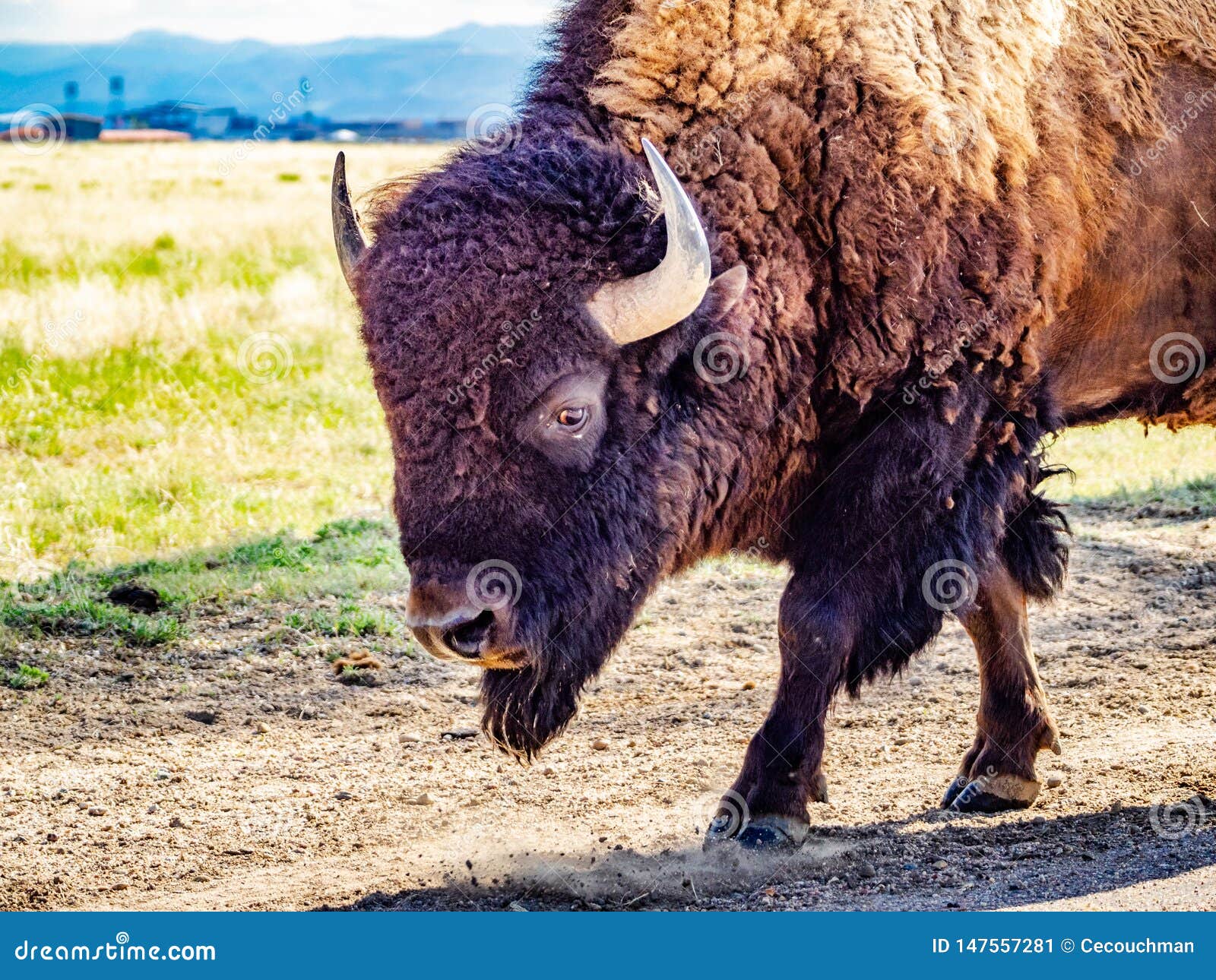 Bison Close Up, Walking in Dirt Stock Image - Image of colorado ...