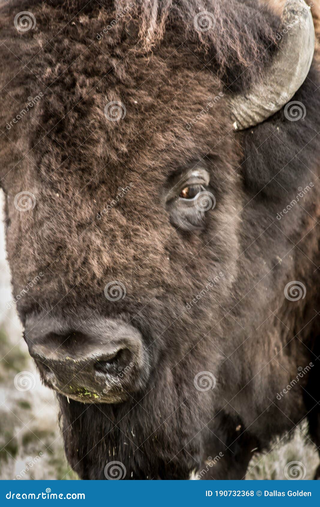 Close Up of a Bison`s Head stock photo. Image of utah - 190732368