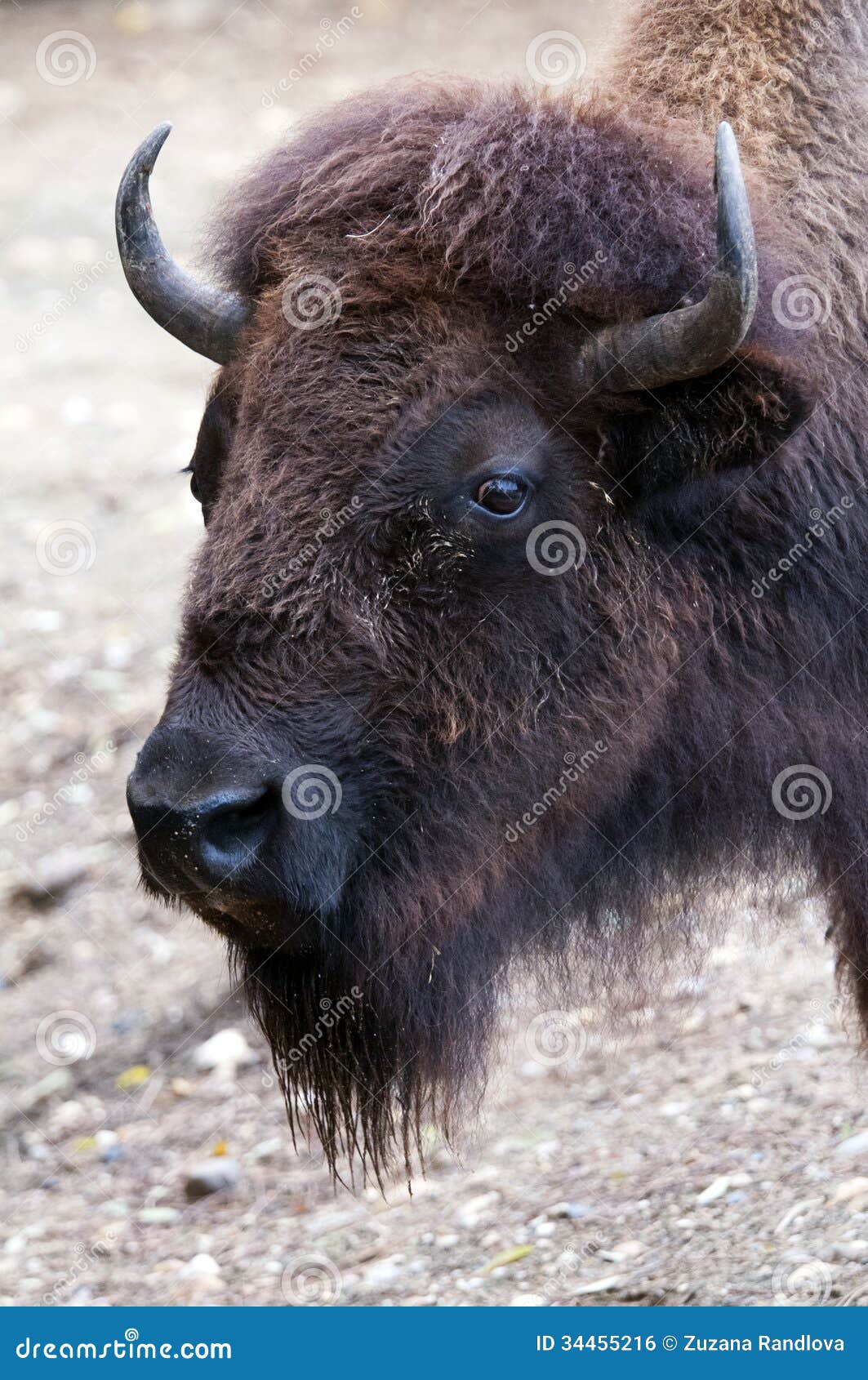 Bison stock photo. Image of buffalo, closeup, herbivore - 34455216