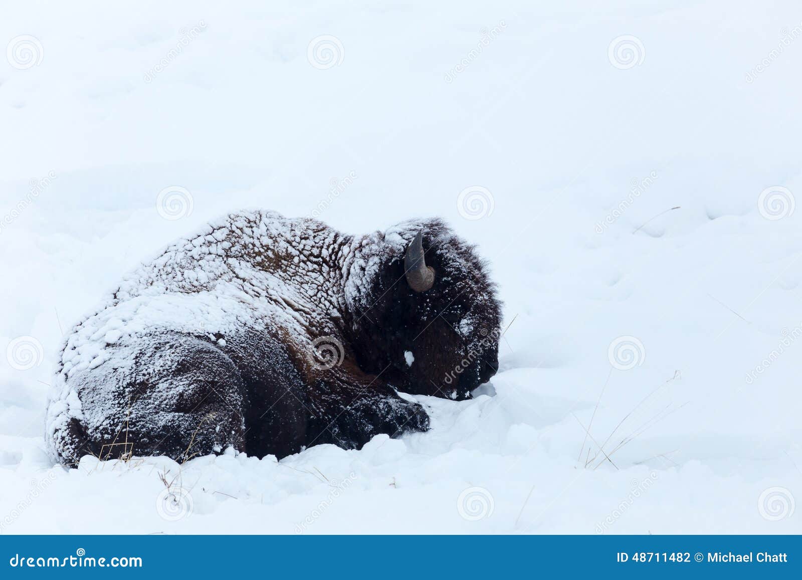 Bison stock photo. Image of forager, horns, endangered - 48711482