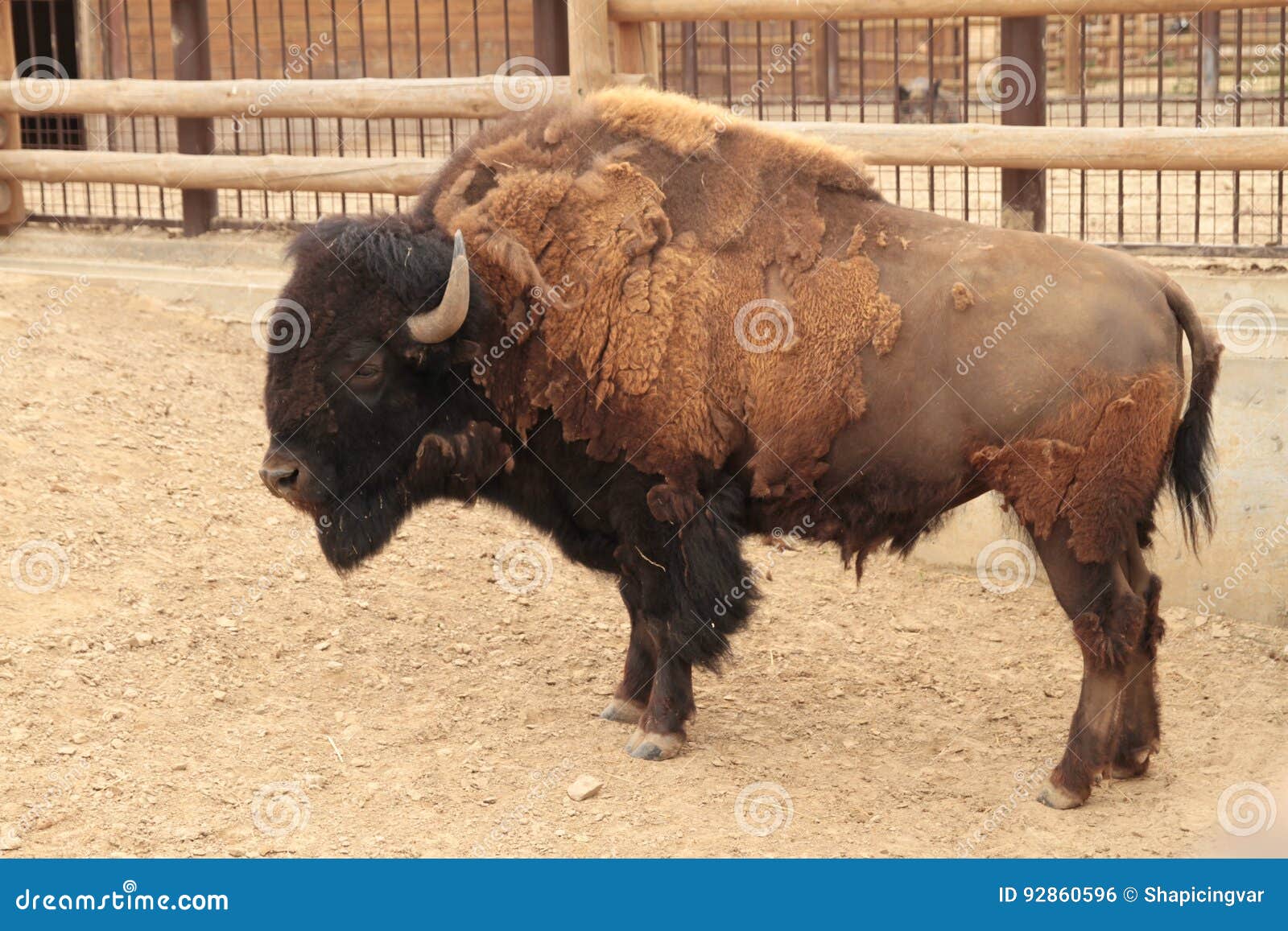 The Bison Costs in the Shelter of a Zoo, a Side View Stock Photo ...