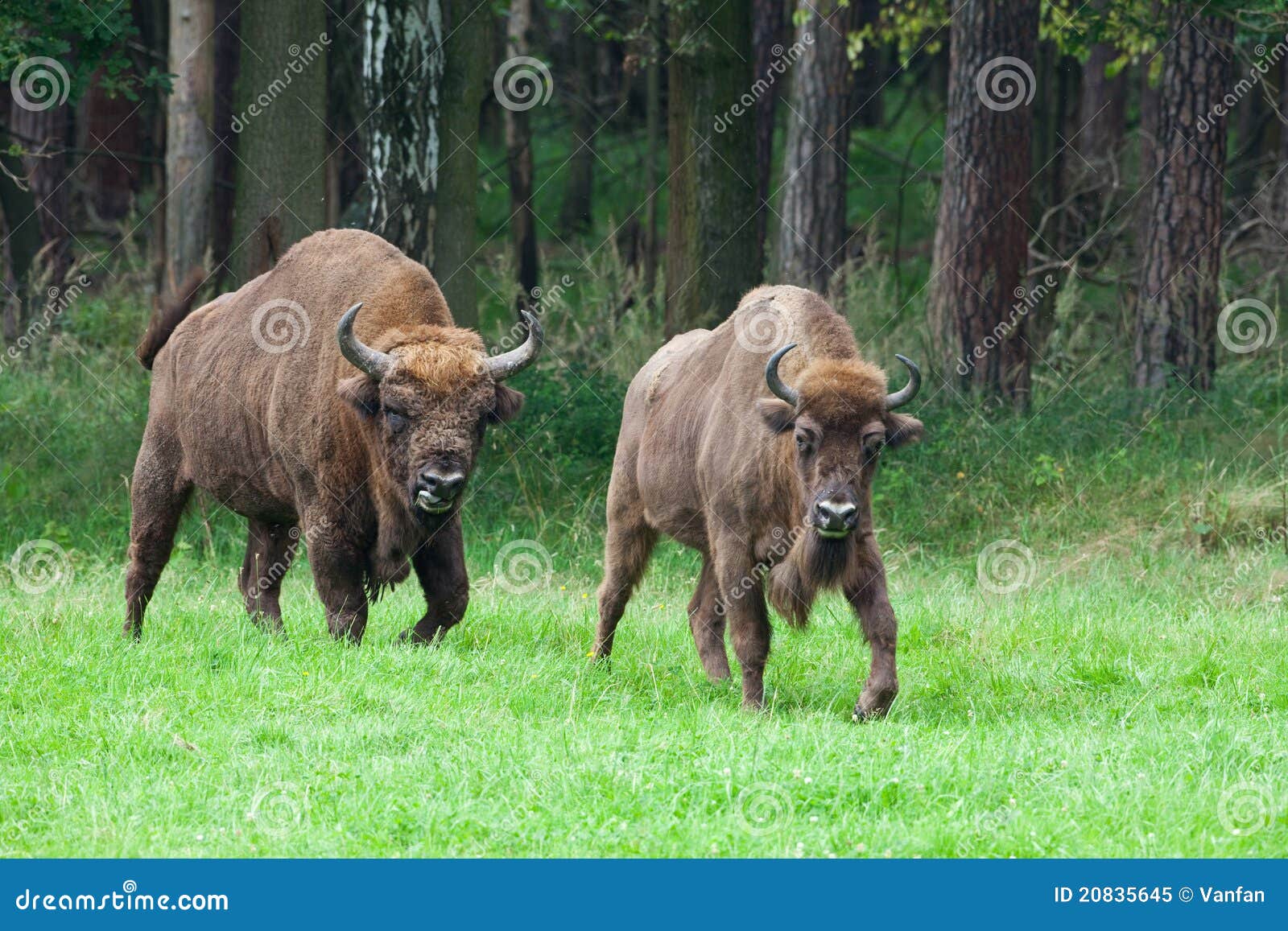 Bison couple stock image. Image of family, hunting, aurochs - 20835645