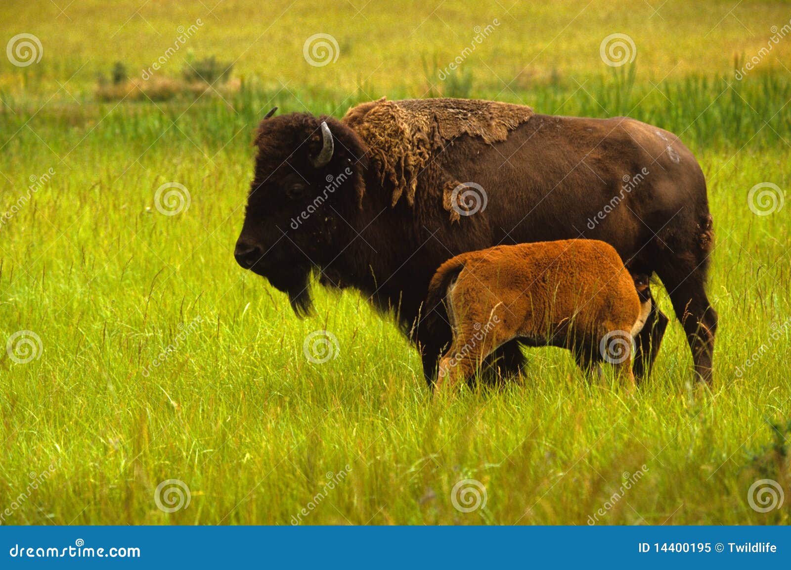 Bison Cow and Calf stock image. Image of america, settlers - 14400195