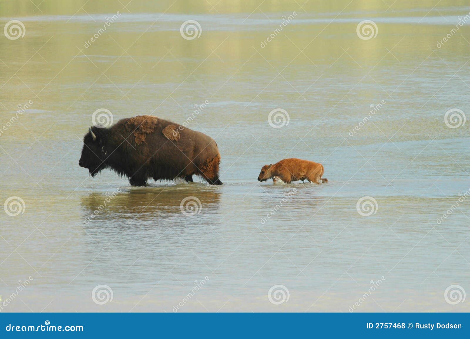 Bison Crossing stock photo. Image of tourism, natural - 2757468