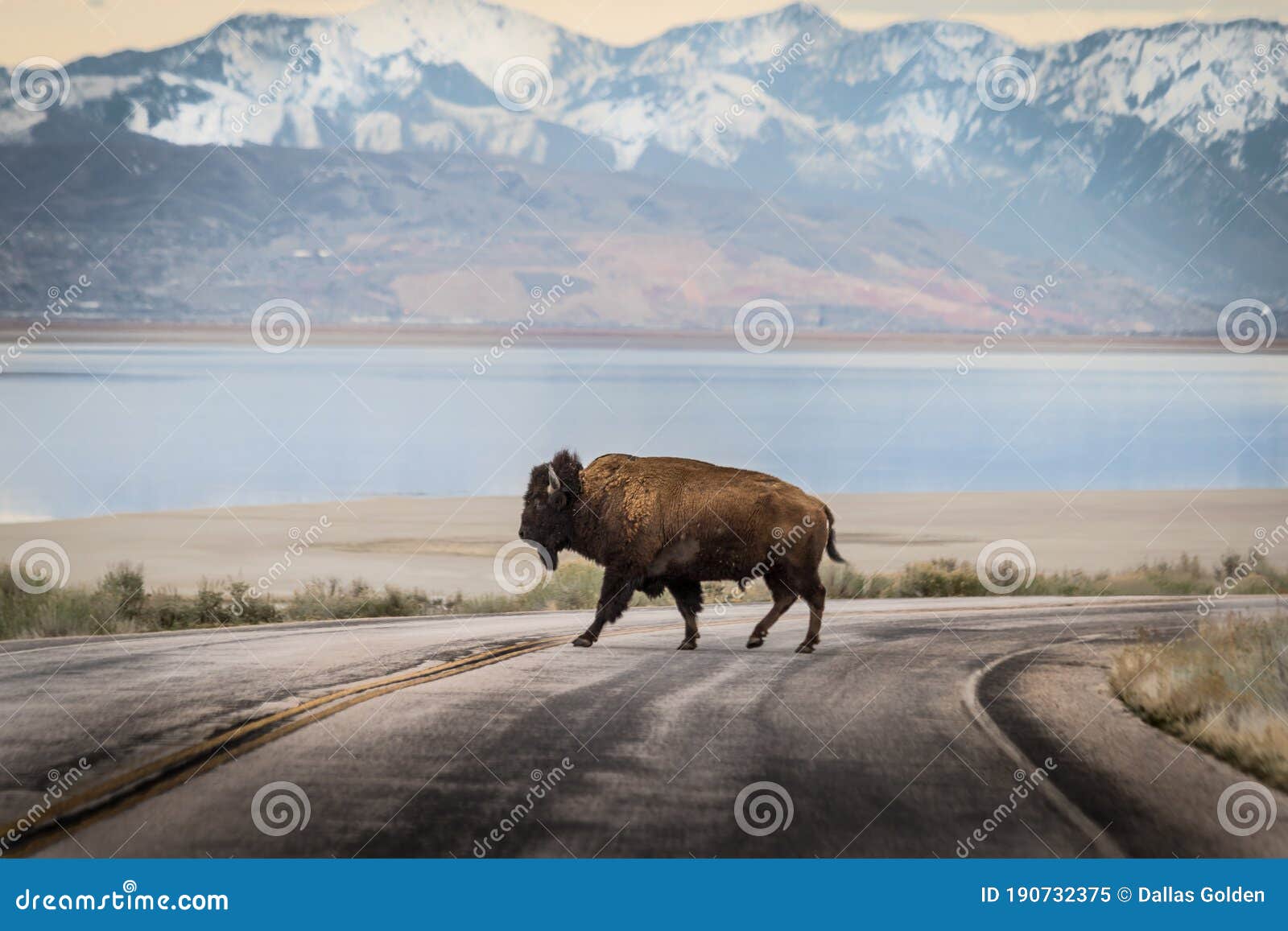 A Bison Crossing an Asphalt Road Stock Image - Image of wildlife ...