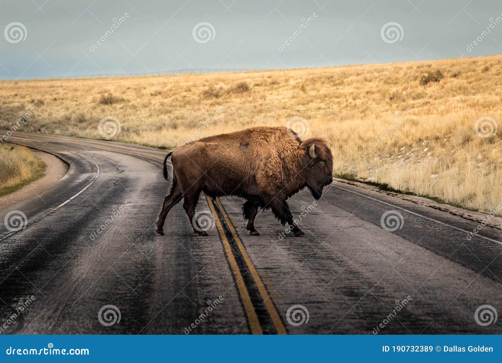 Large Bison Crossing Asphalt Road Stock Image - Image of sunset ...