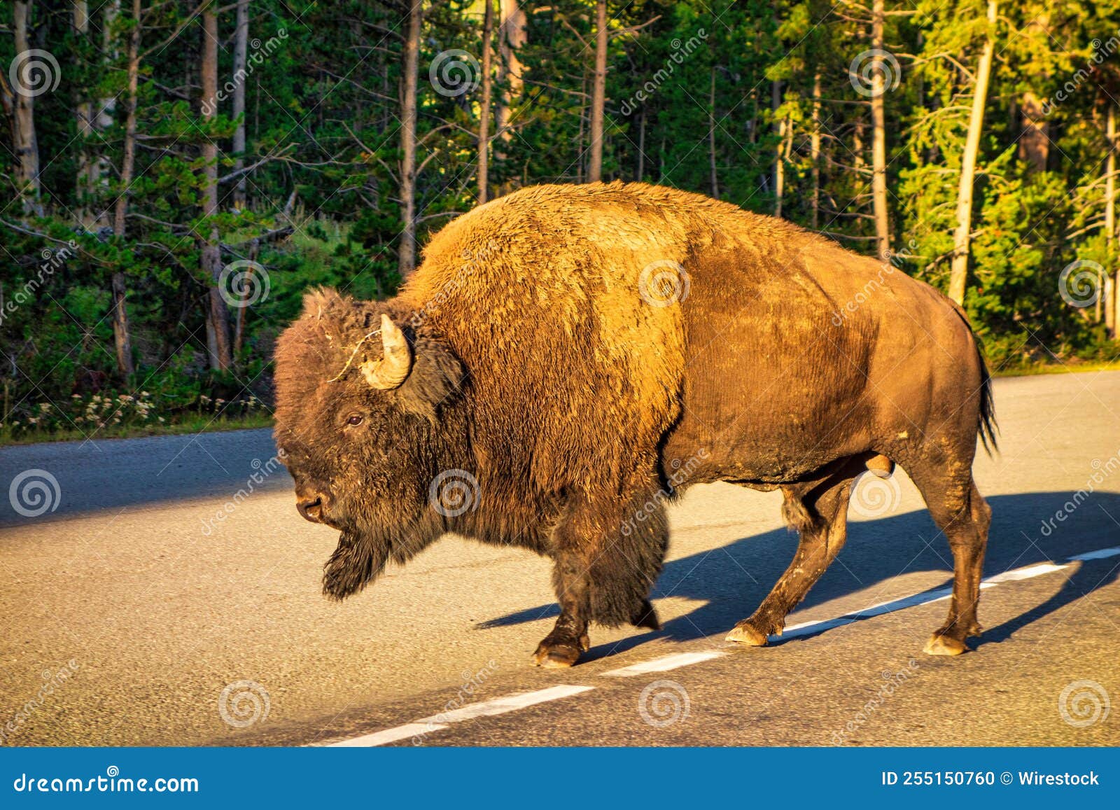 Bison crossing the road stock photo. Image of wild, animal - 255150760