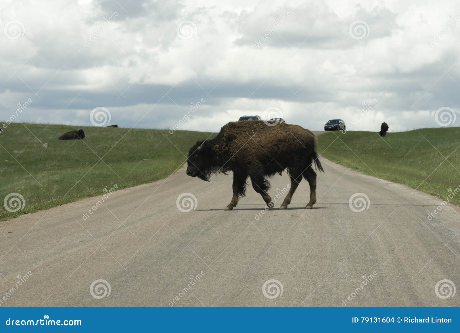 Bison Crossing Road - Blocking Traffic Stock Photo - Image of winds ...