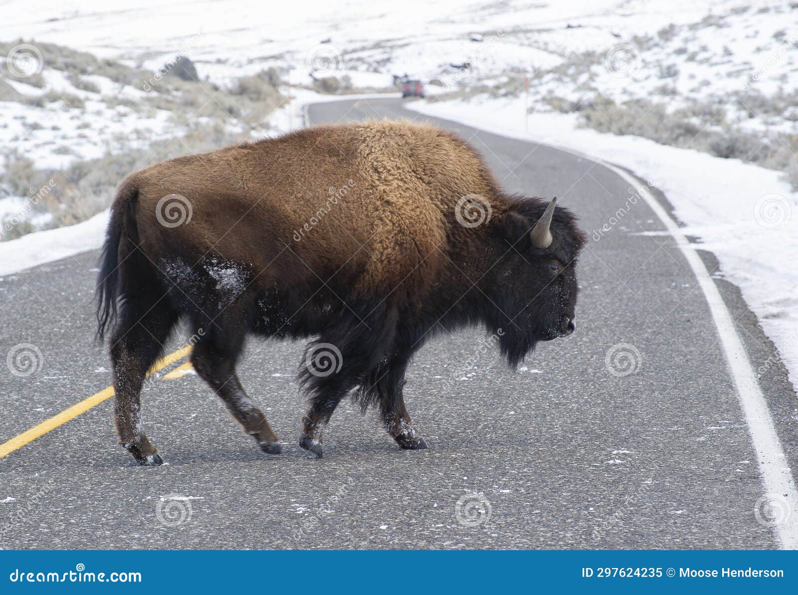 Bison Crossing River, Yellowstone National Park Royalty-Free Stock ...