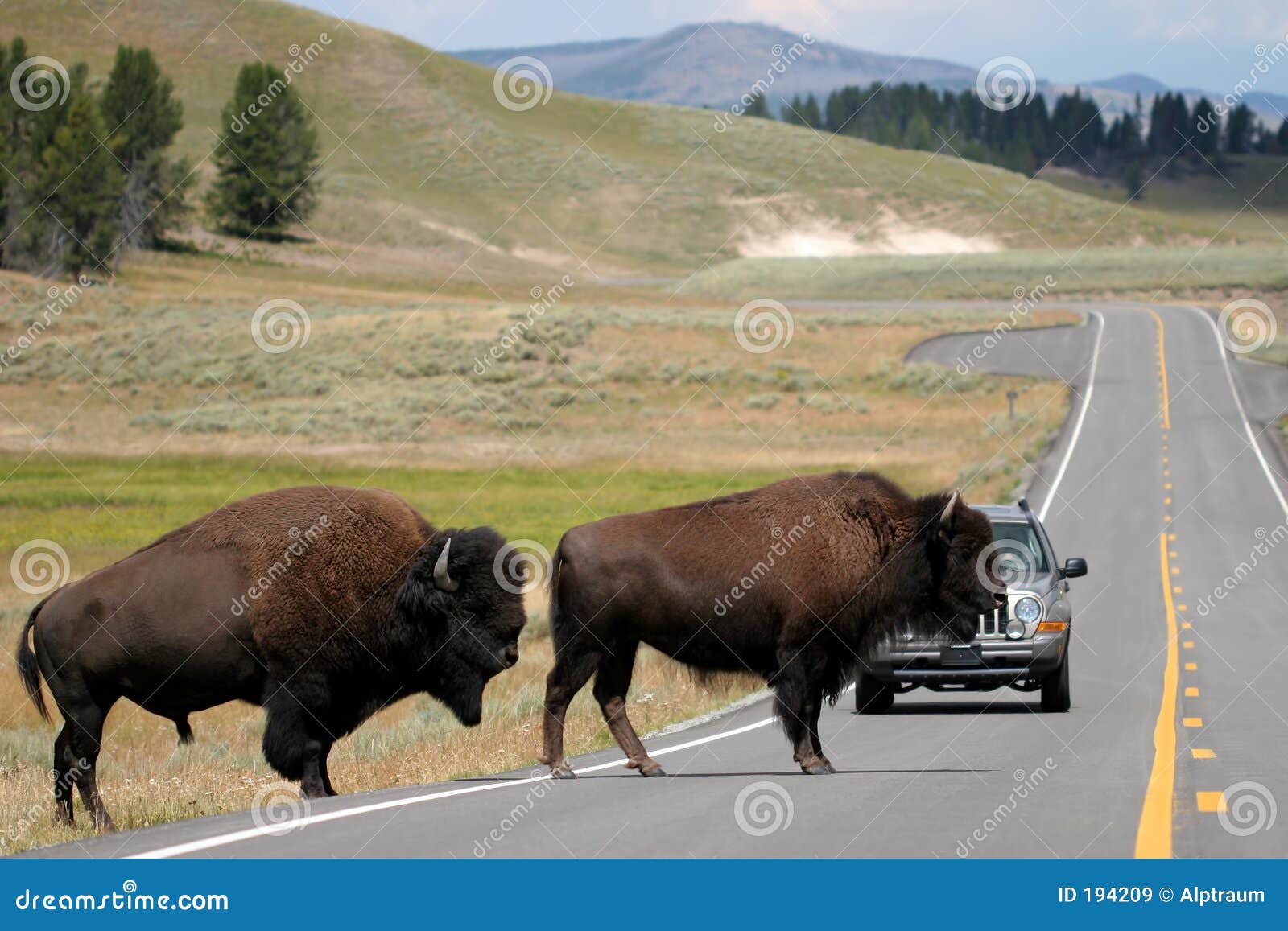 Bison Crossing the Road in Yellowstone Stock Image - Image of brown ...