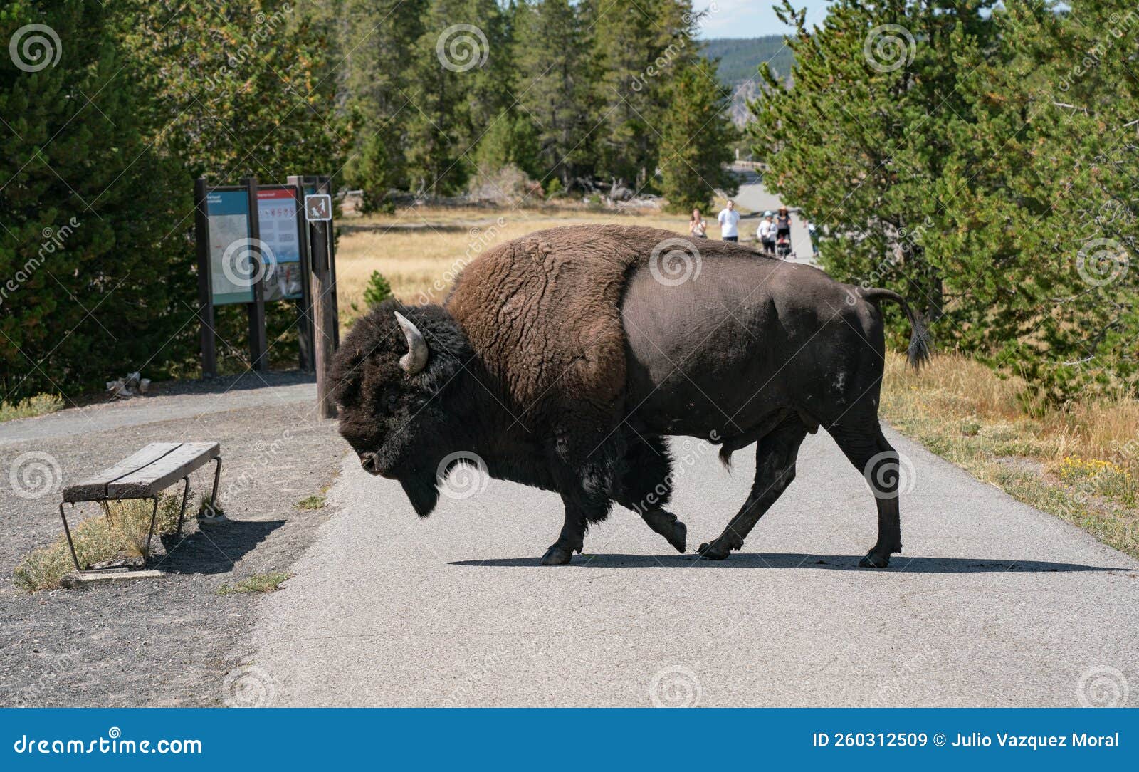 Bison Crossing the Street Going To the Bench Stock Image - Image of ...