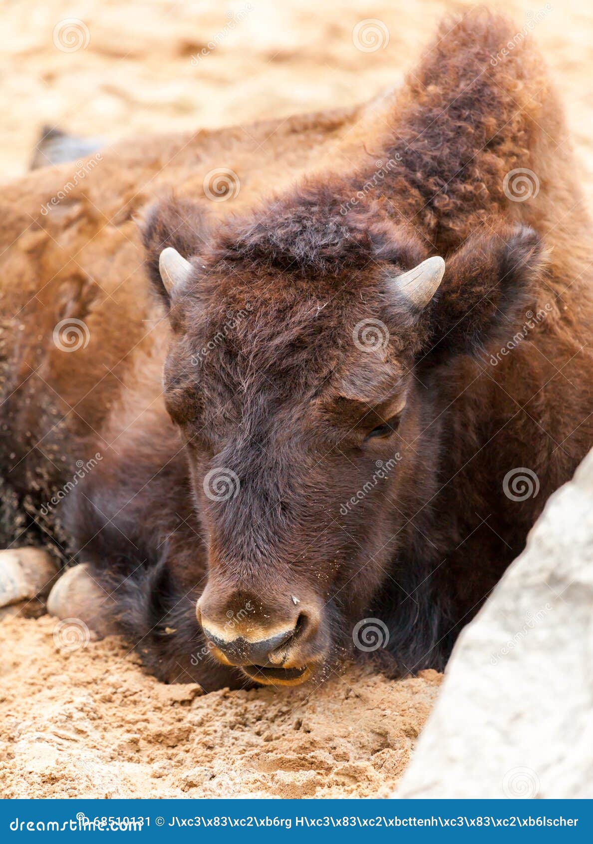 Bison cub lies stock image. Image of horns, grass, bison - 68510131