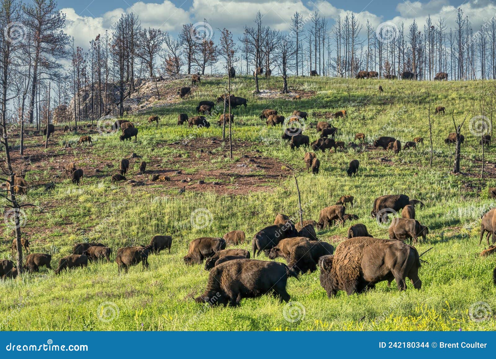 Bison in Custer State Park stock photo. Image of bonasus - 242180344