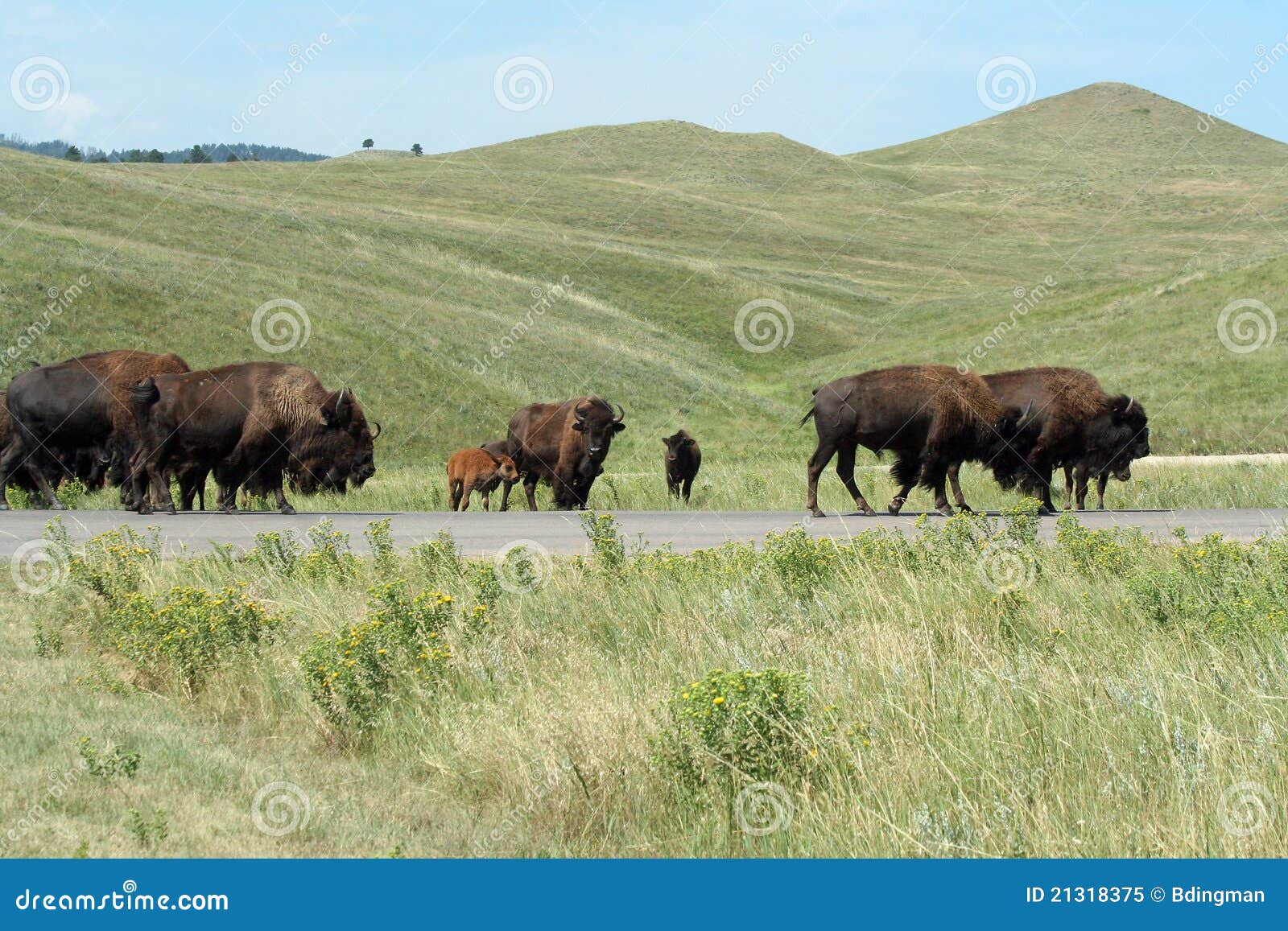 Bison in Custer State Park, South Dakota Stock Image - Image of custer ...
